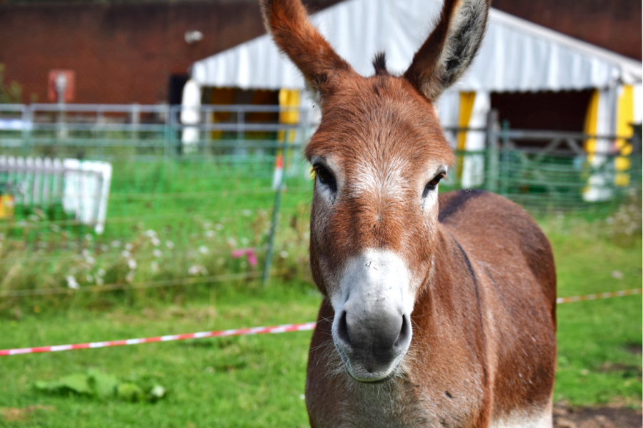 Deen City Farm — Lady Wimbledon