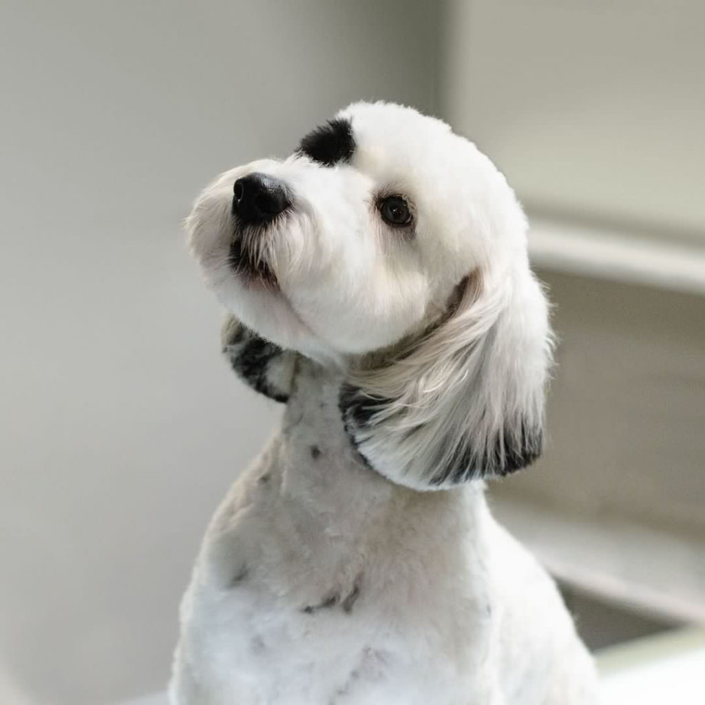 D-O-G Grooming Studio in Wimbledon Park — Lady Wimbledon
