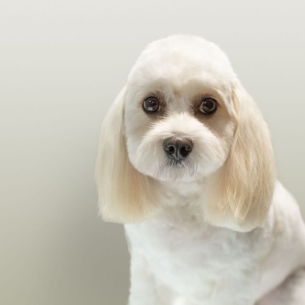 D-O-G Grooming Studio in Wimbledon Park — Lady Wimbledon