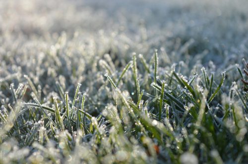 Lawn Care Tips and Tricks for the Winter Season — Lady Wimbledon